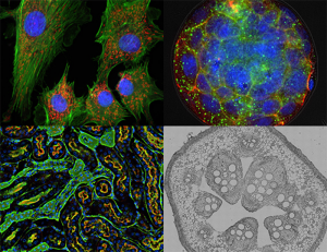 Live Cell Imaging Chamber & Incubator - Precision Tools for Research